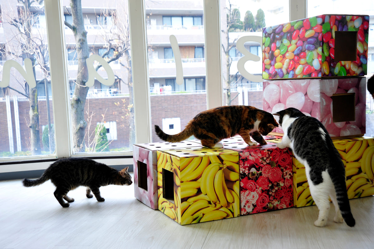 HAKONEKO – HEXASHOP